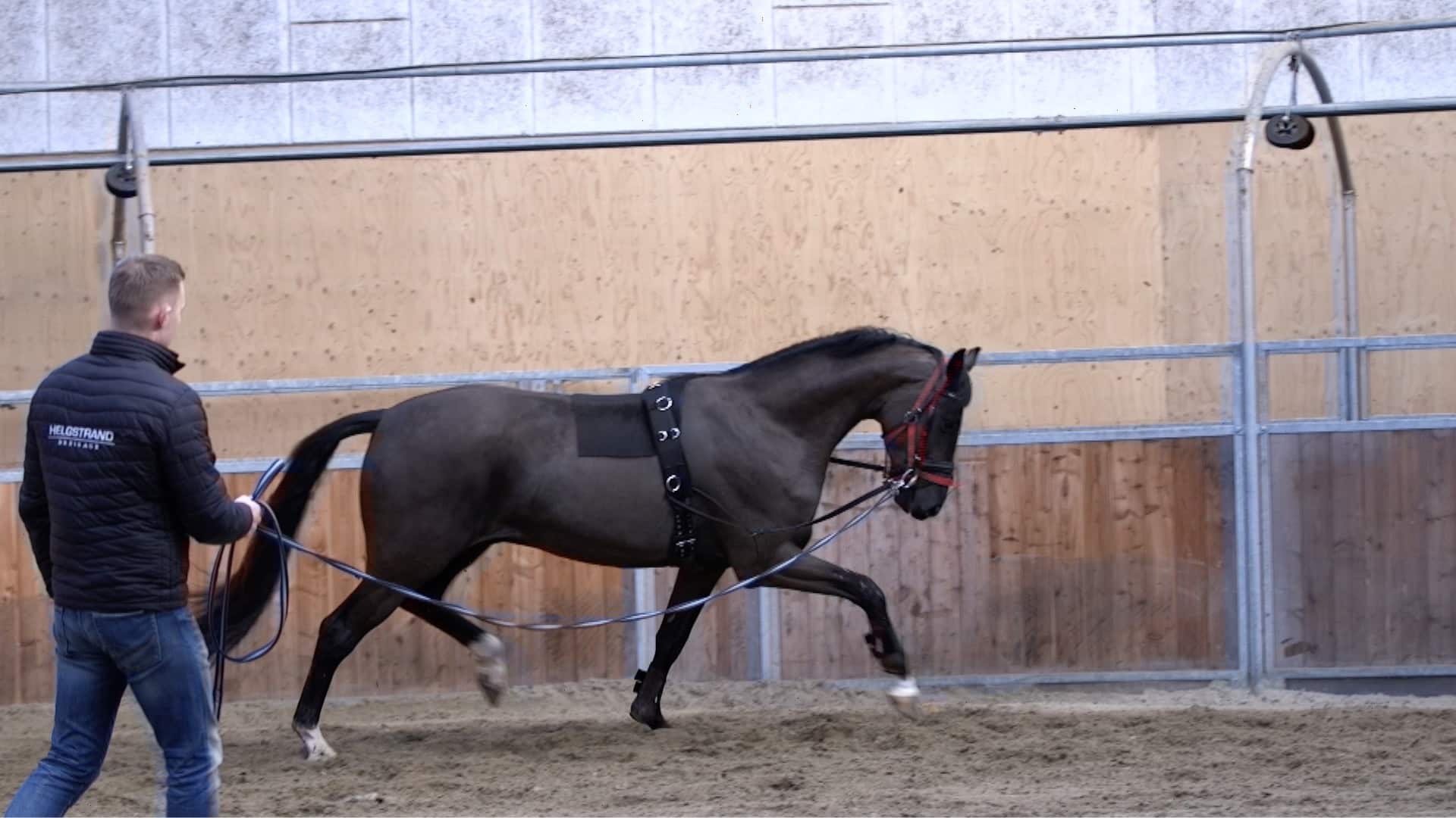 Longing - two side reins - Ride Better TV